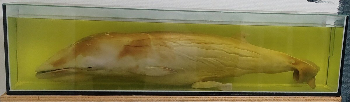 High-Resolution Imaging of a Large Natural History Specimen – A Baleen Whale Fetus
